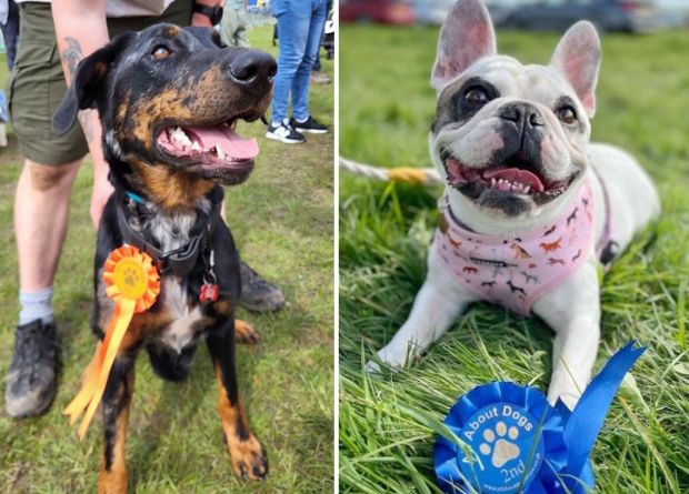 What’s On - All About Dogs Show