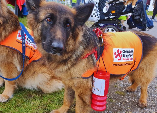 What’s On - All About Dogs Show