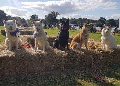 What’s On - All About Dogs Show